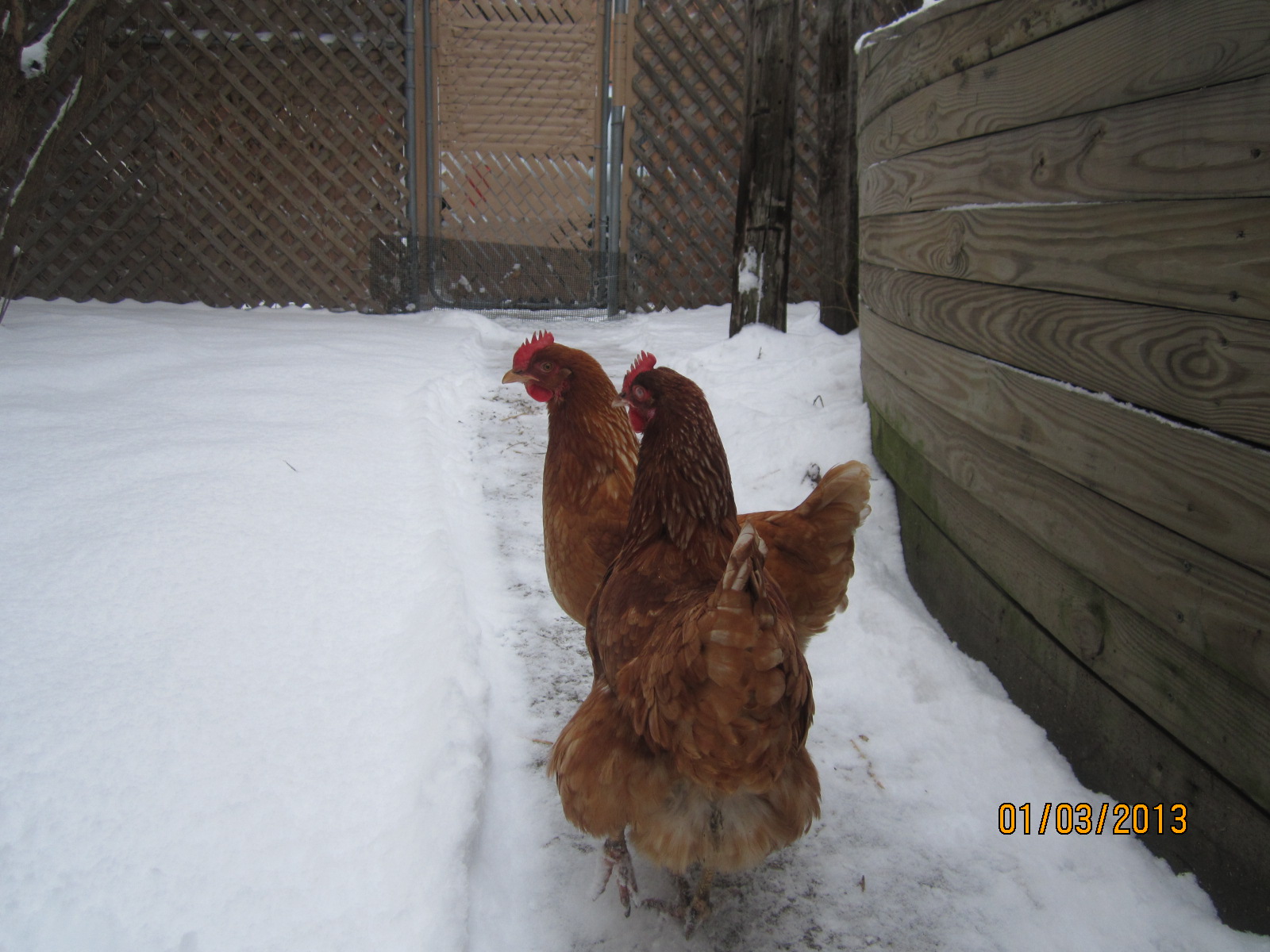 Chickens and Cold Temperatures | Home to Roost