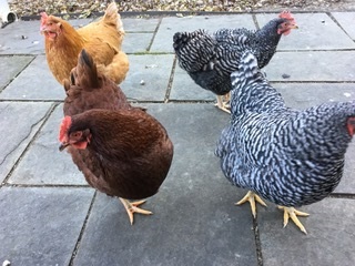 Give the gift of a chicken class! | Home to Roost