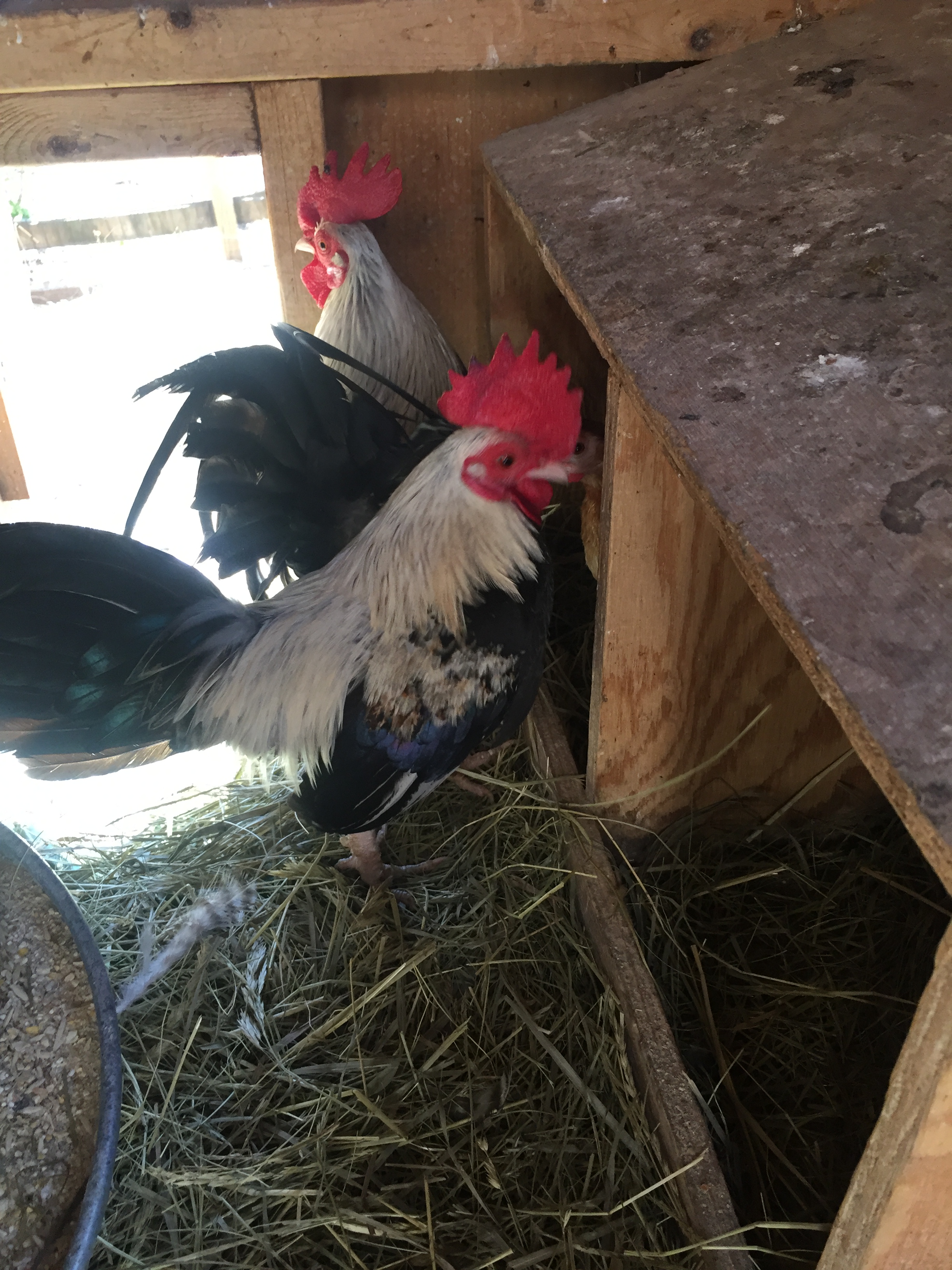 Mini Roosters Looking for Good Home | Home to Roost
