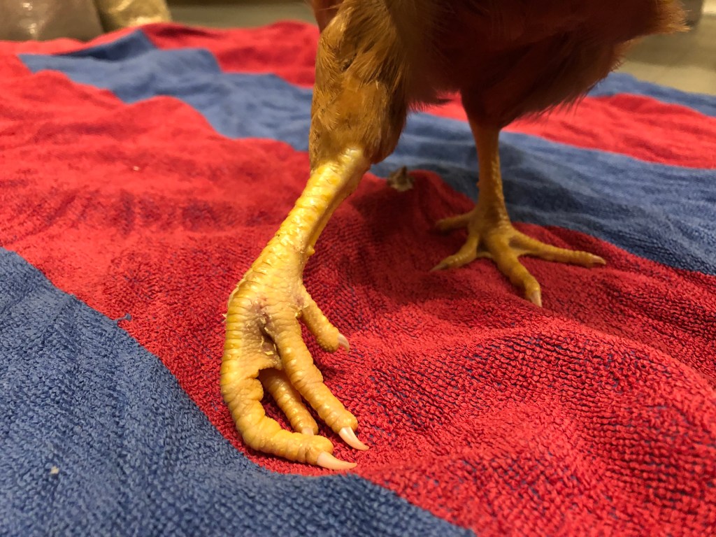 Odd Health Conditions: Chicken with Curled Toes | Home to Roost